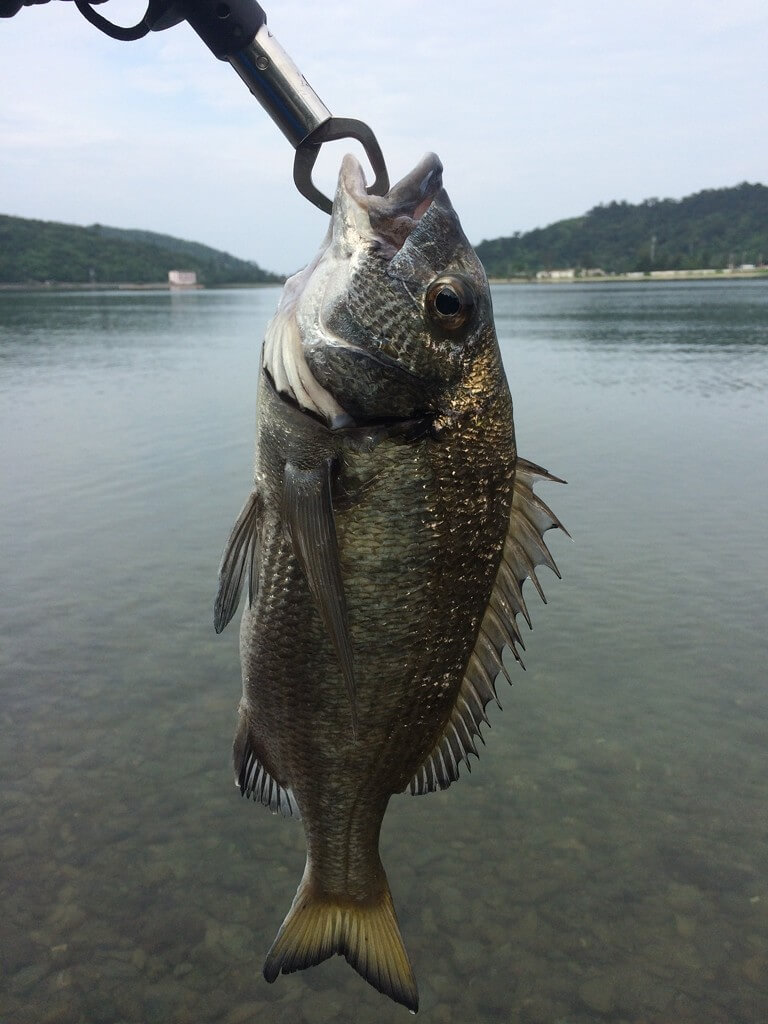 Gallery | Wave Fishing Community